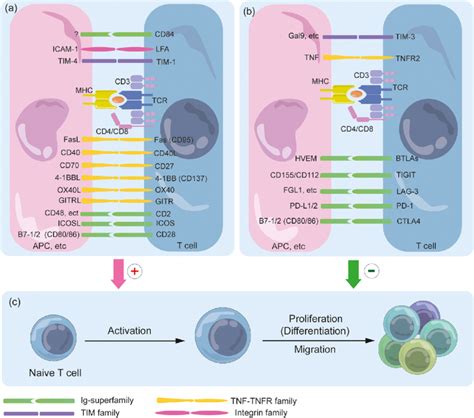 The Co Signaling Molecules Of Tcr And Their Ligands In T Cells Download Scientific Diagram