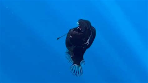 Monster Laut Hitam Ditemukan Muncul Ke Permukaan Pantai Di Spanyol