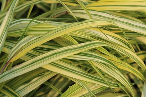Hakonechloa Macra Aureola Hakone Japanese Forest Grass Japanese