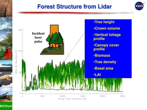 Ppt Global Vegetation Structure Dynamics From Nasas Desdyni Mission Powerpoint Presentation