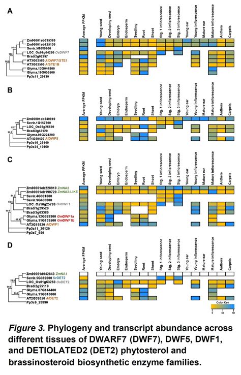 Brassinosteroid Biosynthesis And Signaling Con