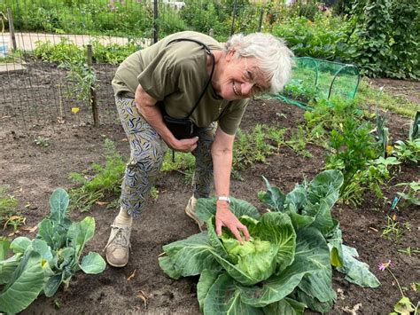 Bijzondere Witte Kool In De Volkstuin Van Emmy Van Wezel Trekt Veel Bekijks ‘iedereen Zegt Hoe