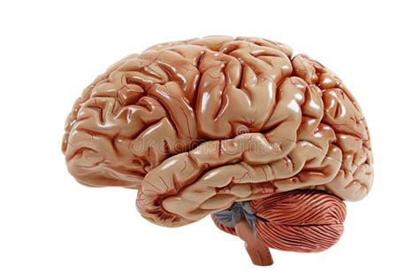 Anatomical Model Of A Human Brain On A White Background Focusing On The Complex Details And