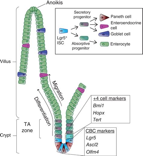 Cells Of Crypts Of Lieberkuhn