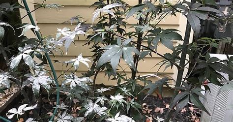 Japanese Maple Problem What To Do Album On Imgur