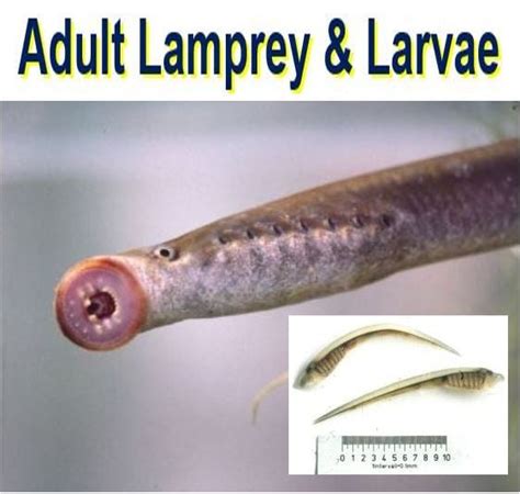 Blood Sucking Sea Lampreys Back In English Rivers Swimmers Beware