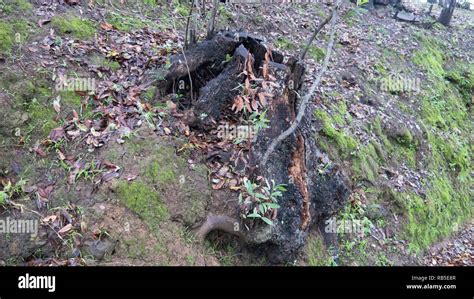 Hollow Tree Stump On A Hill Hi Res Stock Photography And Images Alamy