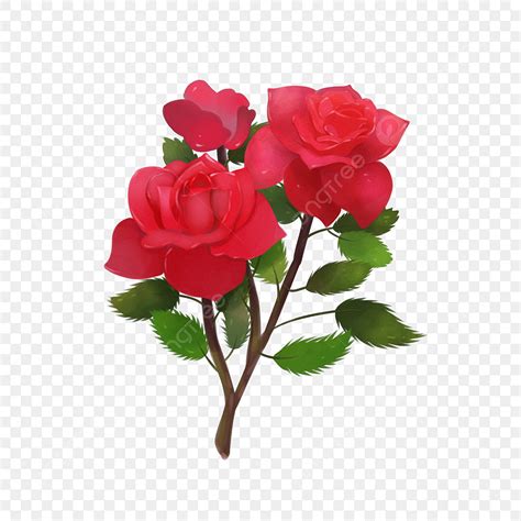 وردة وردة عيد الحب وردة وردة حمراء وردة وردية وردة يوم المرأة ارتفع