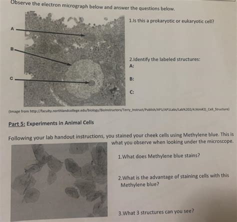 Solved Observe The Electron Micrograph Below And Answer The