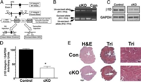 Generation And Basal Analysis Of The Cardiac Myocyte Specific β1
