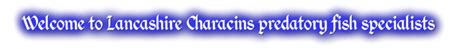 Lancashire Characins Predatory Specialist Home