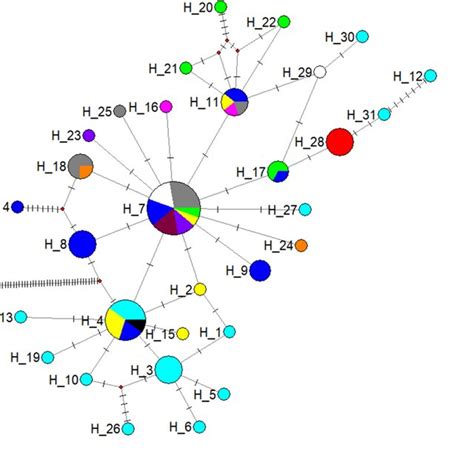 Median Joining Haplotype Network Of Its 1 Gene Sequences Of T Evansi Download Scientific