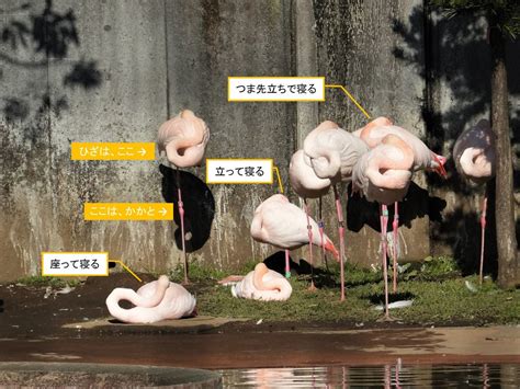 多摩動物公園 公式 さんの人気画像 ついふぁん！