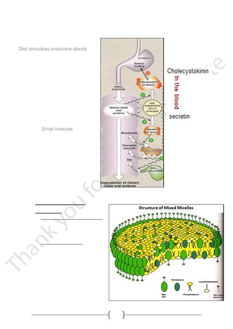 Digestion Of Lipids Pdf Nutrition And Digestion And Absorption Muhadharaty