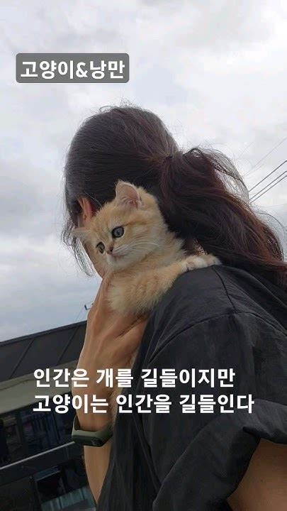 고양이에게 빠지게되는 순간🐱🩷고양이일상 고양이브이로그 고양이영상 고양이집사 Youtube