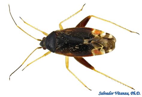 Hemiptera Heteroptera Miridae Reuteroscopus Nicholi Plant Bugs Female A Urban Programs El