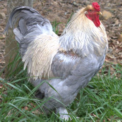 Ovos Férteis De Brahma Isabela