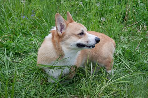귀여운 Pembroke 웨일즈 어 Corgi 강아지는 녹색 잔디에 서 있다 0명에 대한 스톡 사진 및 기타 이미지 0명