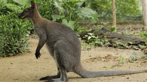 Red Necked Wallaby Bird Paradise Mandai Wildlife Reserve