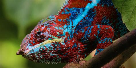 Immutability In React Dev Community