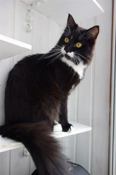 Создать мем мейн кун кошка кошечка черный биколор мейн кун Картинки Meme