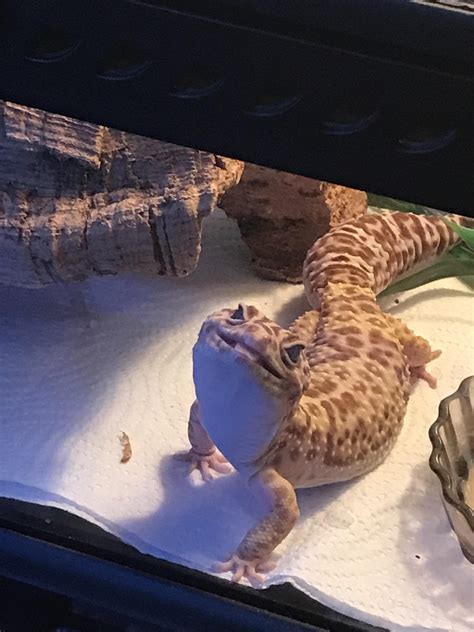 Morph : r/leopardgeckos