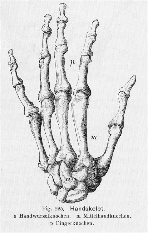 Carpals Metacarpals Phalanges Moose Art Humanoid Sketch Art