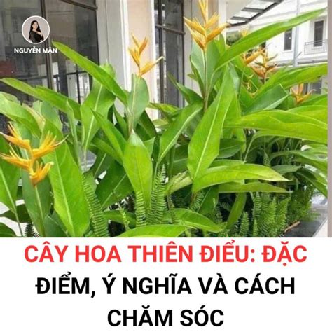 Cây Hoa Thiên Điểu Đặc Điểm Ý Nghĩa Và Cách Chăm Sóc Nguyễn Mận Cây