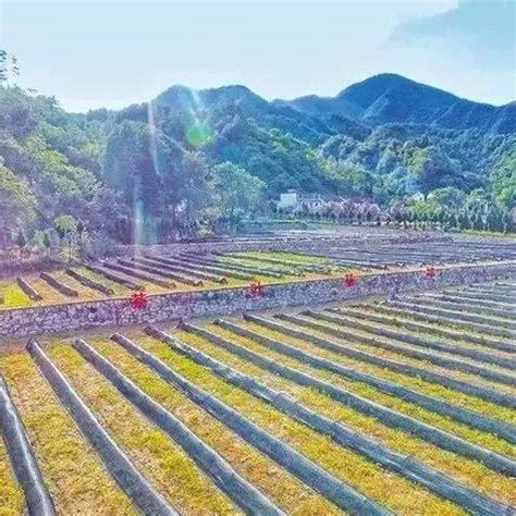 农村美农业强农民富商洛农业农村变化跑出新步伐 发展 全市 毛坪村