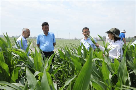 石河子大学组织老教授协会专家团赴七师一二四团开展技术指导 要闻 胡杨网2023 兵团胡杨网 新疆兵团新闻门户