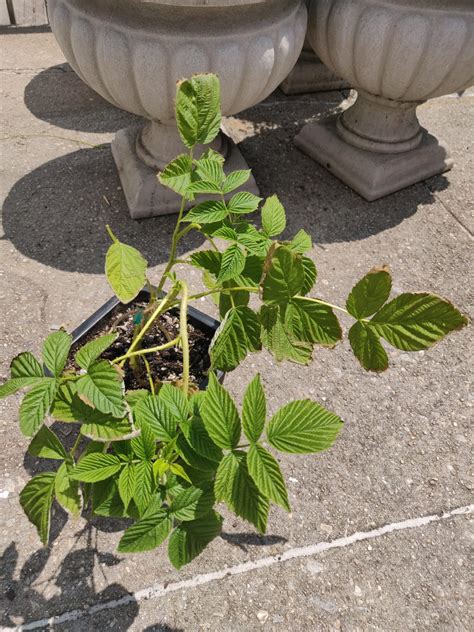 Advice For Raspberries Plant Rgardening