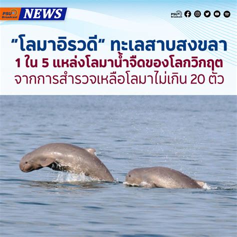 “โลมาอิรวดี” ทะเลสาบสงขลา 1 ใน 5 แหล่งโลมาน้ำจืดของโลกวิกฤตจากการสำรวจเหลือโลมาไม่เกิน 20 ตัว