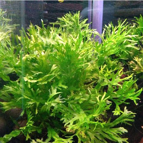 Java Fern Windelov Bunch Freshwat Aquarium Plant Best Etsy