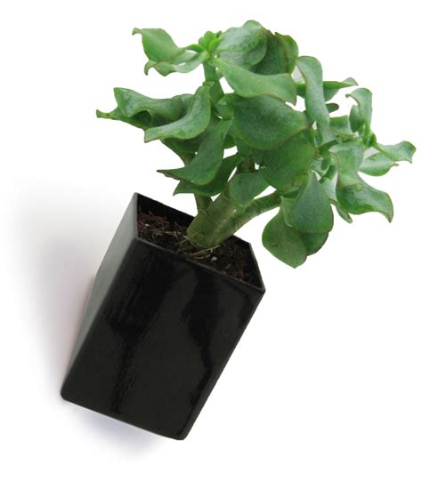 Wand Blumentopf Off The Wall Von Thelermont Hupton Schwarz Made In Design
