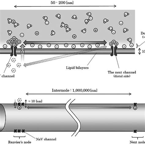 Overview Of Unmyelinated And Myelinated Nerves In Unmyelinated Nerves