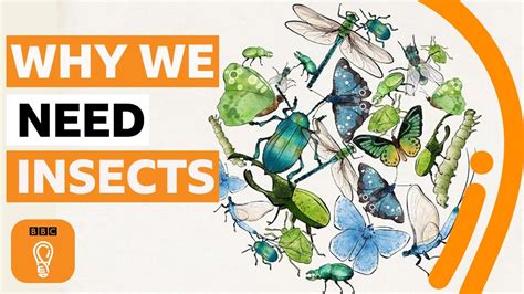 Why Insects Are So Crucial To Life On Earth Bbc Ideas Youtube
