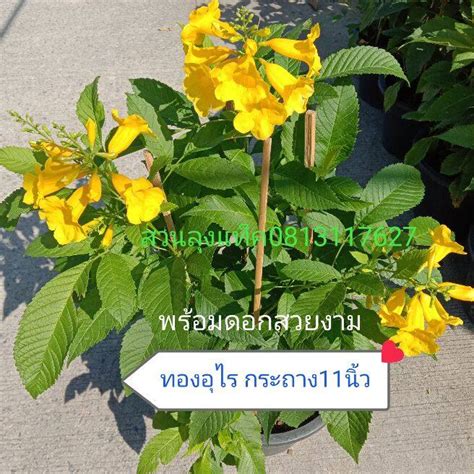 ทองอุไร ต้นทองอุไร ไม้ดอก ต้นใหญ่กระถาง11นิ้ว สวนลุงแท็ค T World