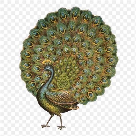 Png Aesthetic Awesome Designs Tong Peacock Decorative Bowls