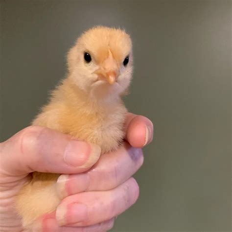 Gold Sex Link Chicken Breed Info Chicken And Chicks Info