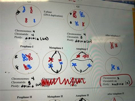 Chapter 4 Genetics Meiosis Flashcards Quizlet