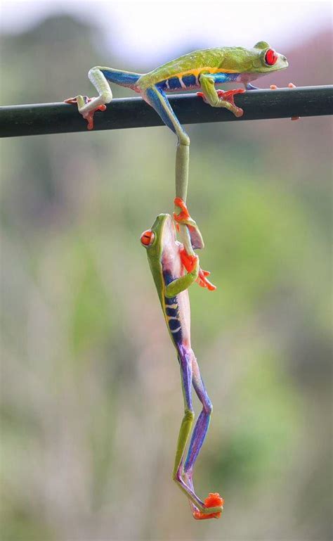 The Red Eyed Tree Frog Lives 5 Years When The Eggs Are Ready To Hatch The Tadpoles Inside