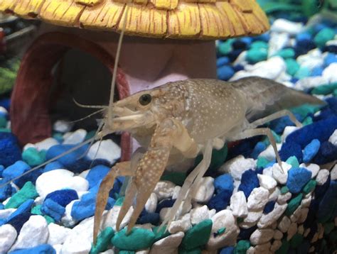 Can Anyone Help Me Figure Out What Sex This Little Cray Is More Photos