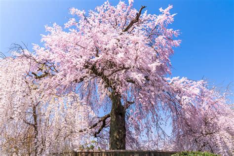 花見 Hanami Japaneseclassjp