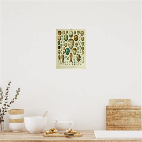 Vintage Bird Eggs Illustration Poster Zazzle