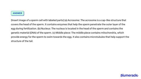 Solved Draw A Diagram Of The Microscopic Structure Of Human Sperm