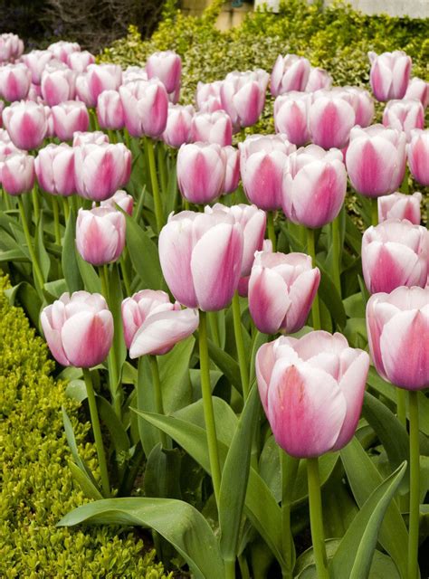 Pink And White Tulips In Bloom At Polesden Lacey Near Dorking Surrey