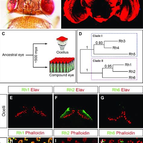 Overview Of An Insect Visual System Its Evolutionary Diversification Download Scientific