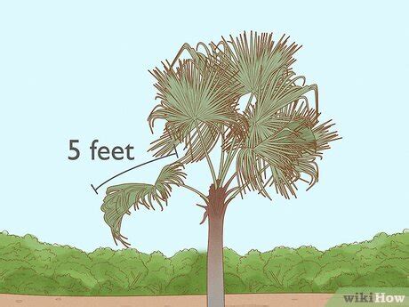 How To Identify Palm Trees Key Characteristic Varieties