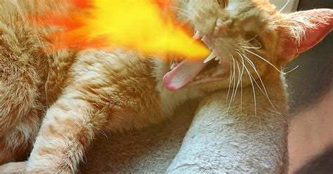 Flaming Hot Cat Album On Imgur