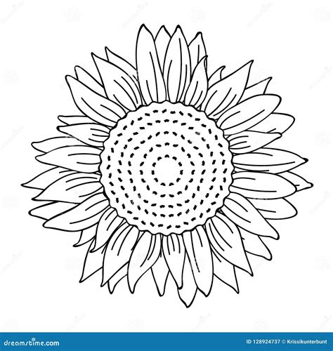 Disegno Del Girasole Illustrazioni Vettoriali E Clipart Stock 9166